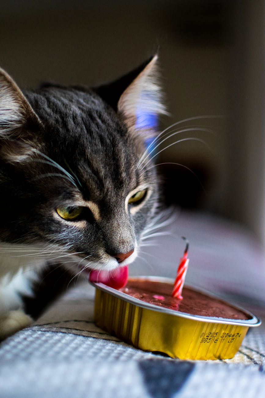 Feline Feast: Homemade Cat Treats They’ll Adore
