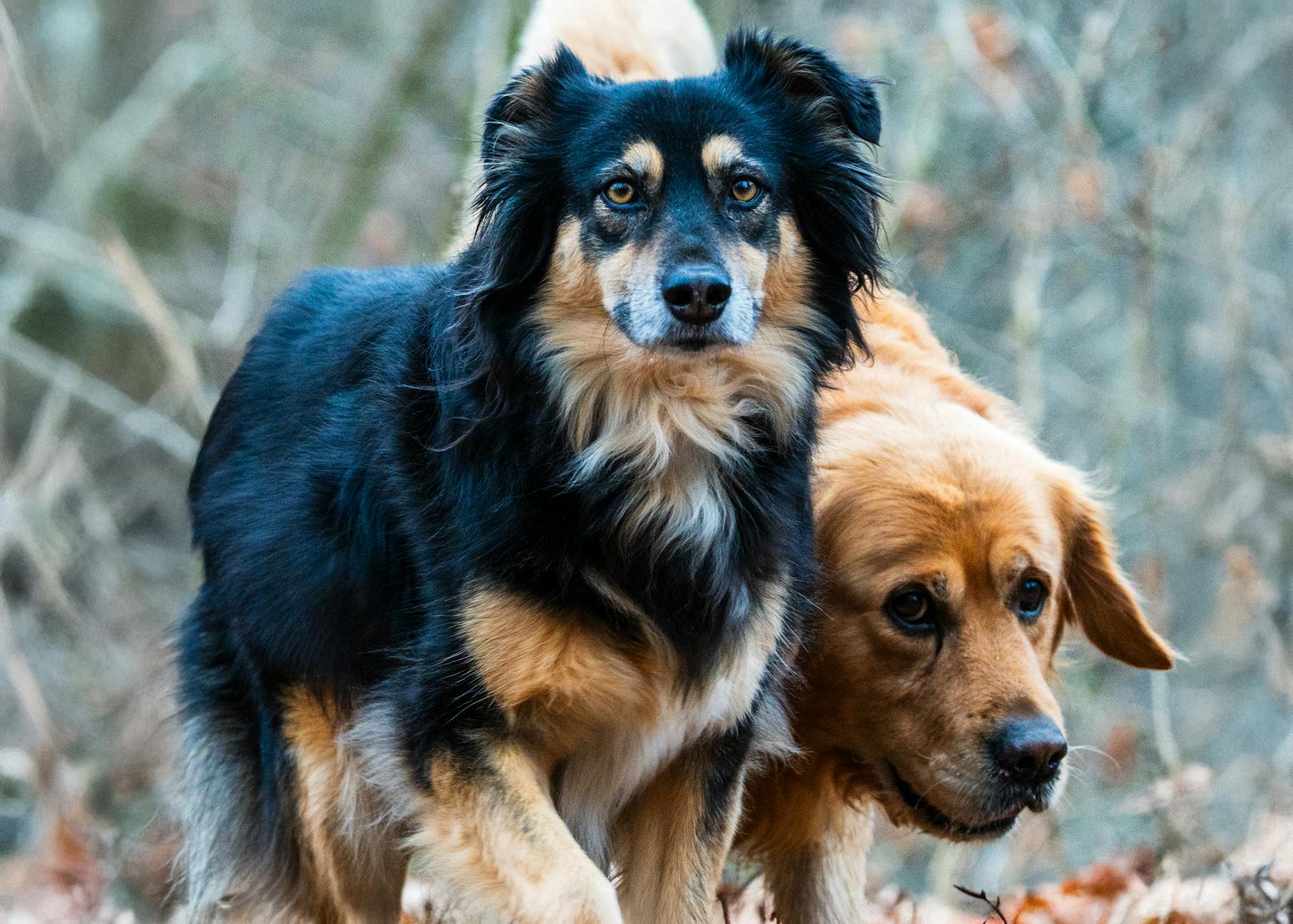 Pet Friendly Volunteer Opportunities