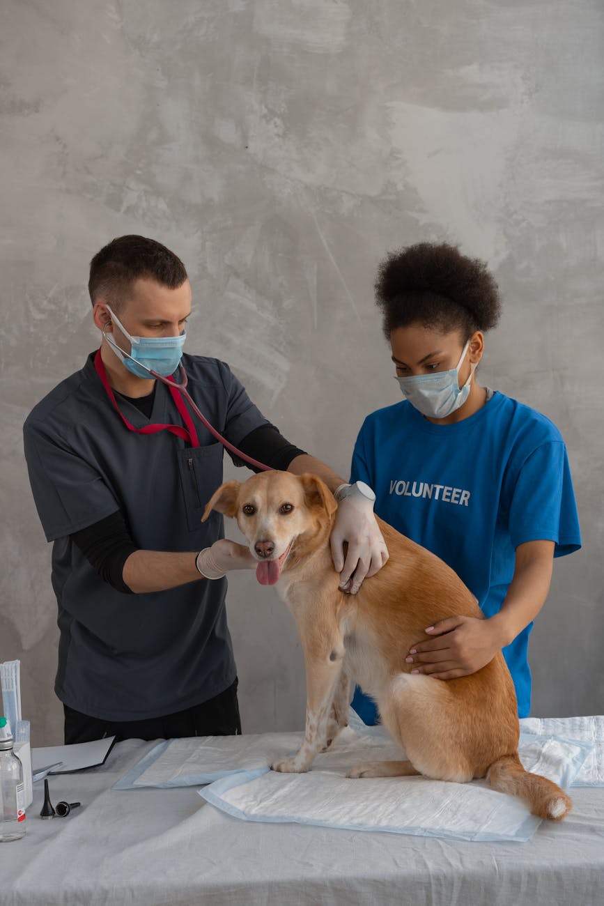 Veterinary Ventures: Health Insider Tips