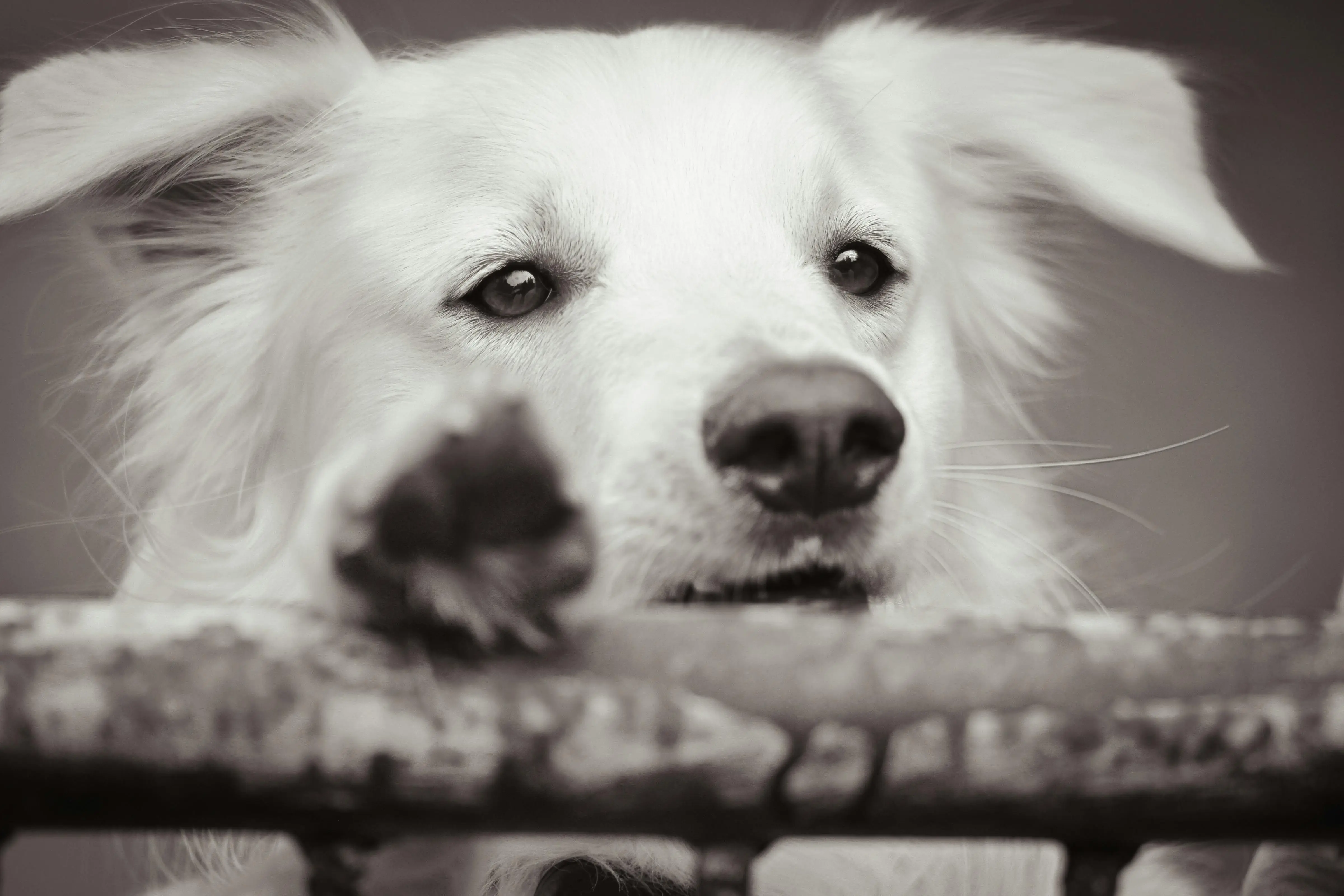 How to Help a Shy Dog Socialize Without Stressing Them Out