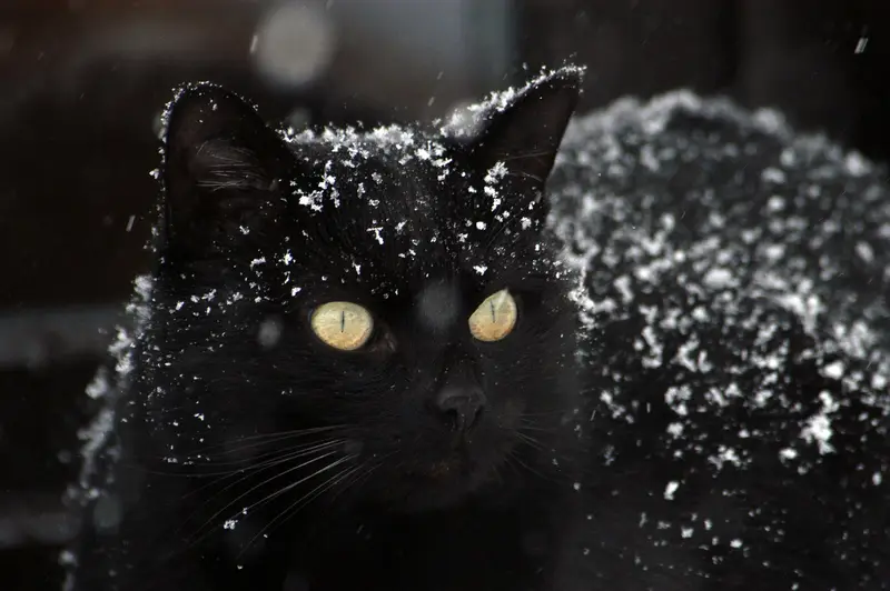 Pets in Cold Weather: How to Tell If Your Pet Is Too Cold
